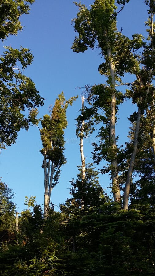 Trees Life Forest Nature Sky Stock Photo - Image of nature, life: 93400110