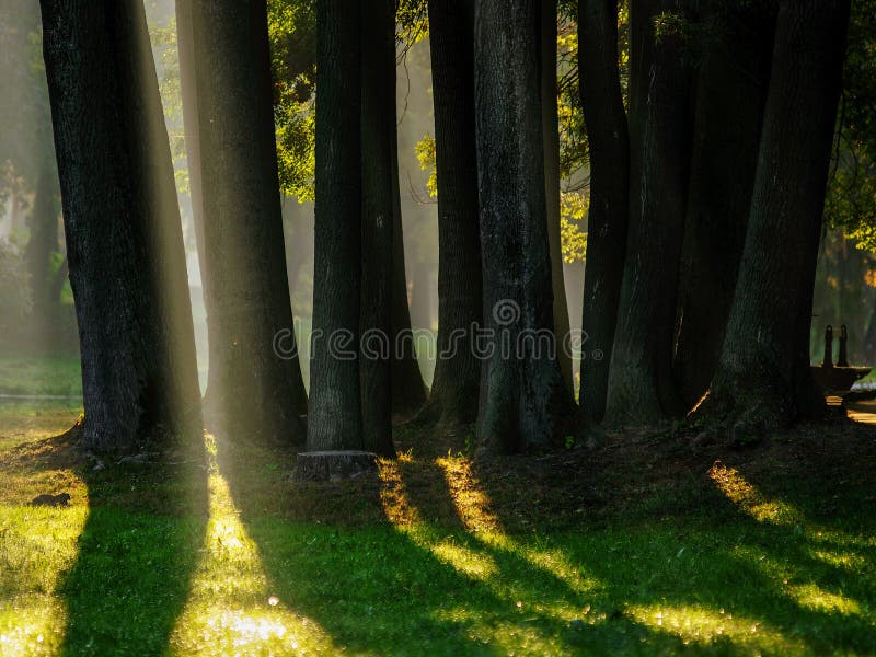 Trees in light stock image. Image of park, landscape - 28471581