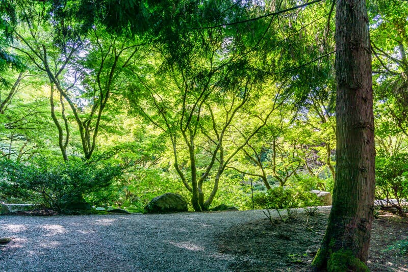 Trees in the Light stock photo. Image of bellevue, tranquil - 158265470