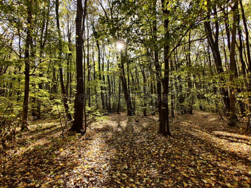Autumn in the Forest. Trees, Light, Shadows in the Forest during Fall ...