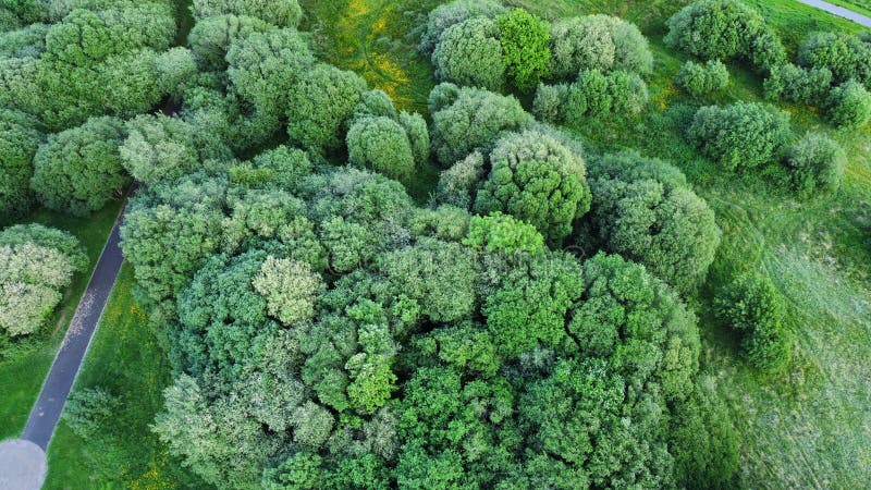 Trees like broccoli stock photo. Image of park, road - 227199624