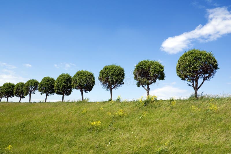 Trees in a line stock photo. Image of harmony, field, land - 5772226