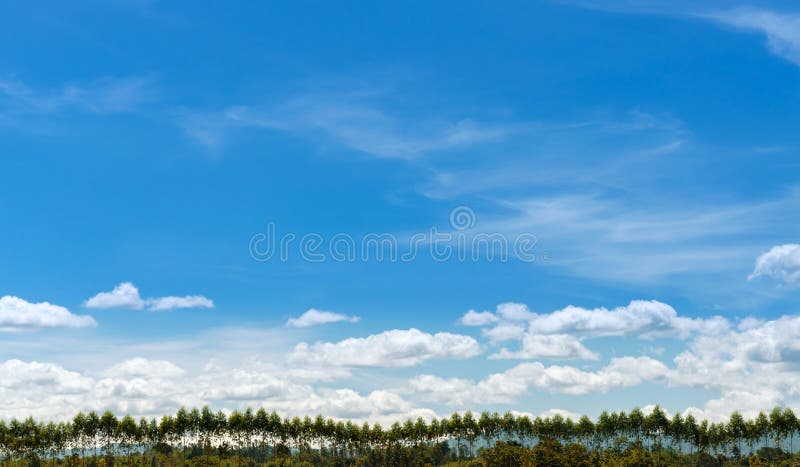 Trees line and blue sky stock photo. Image of beautiful - 55673834