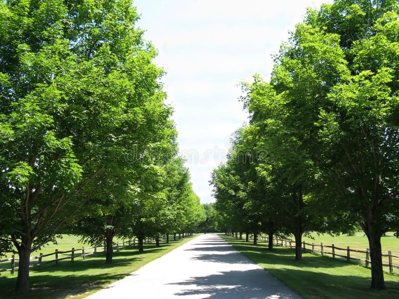 Long Tree Lined Driveway stock photo. Image of gravel - 25915364