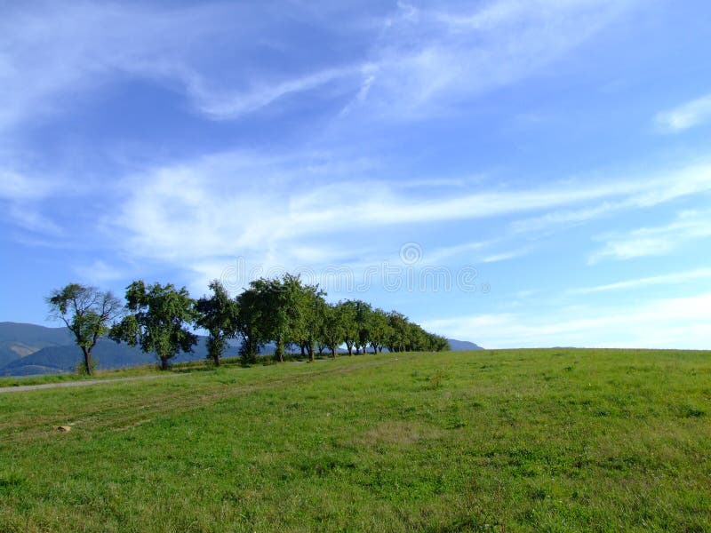 Trees in line stock image. Image of path, route, range - 39838255