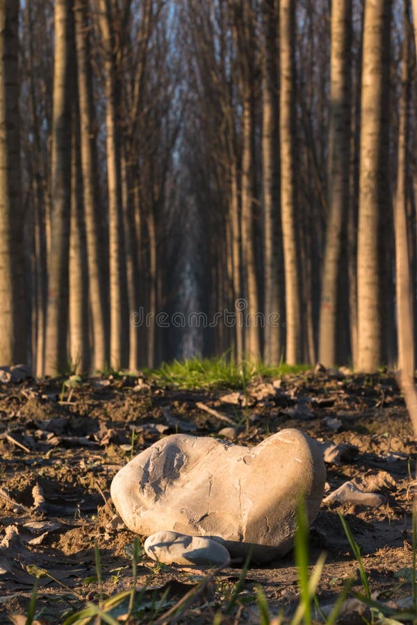 Trees in Line Inside Forest Stock Image - Image of lumber, leaves: 54446625