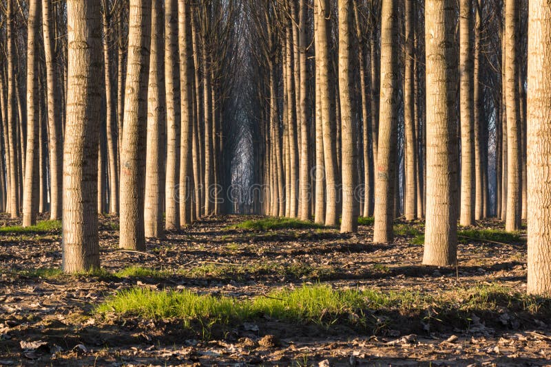Trees in Line Inside Forest Stock Photo - Image of field, countryside ...