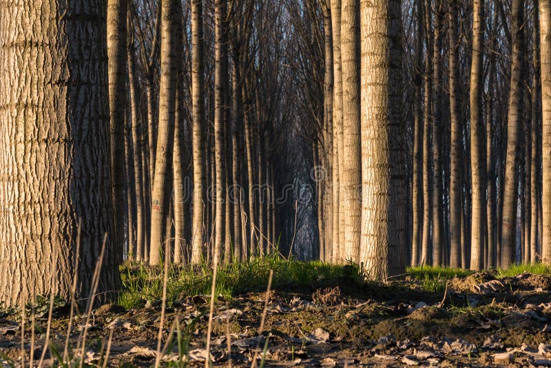 Trees in Line Inside Forest Stock Image - Image of flora, bark: 54450185