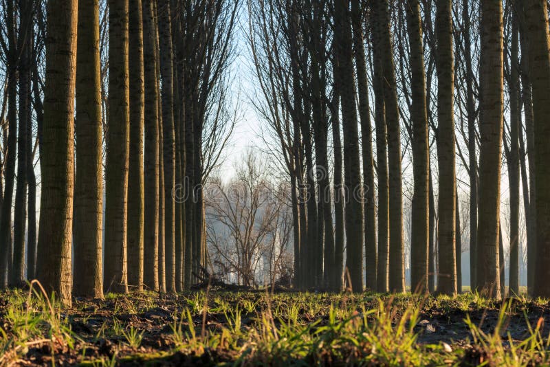 Trees in Line Inside Forest Stock Photo - Image of ground, land: 54552384