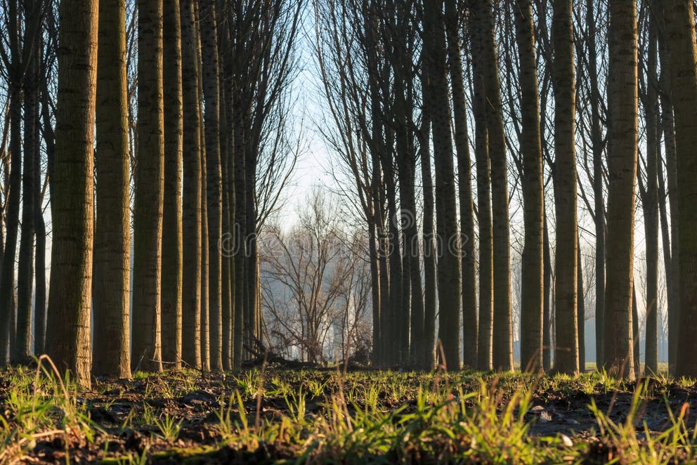 Trees in Line Inside Forest Stock Photo - Image of ground, land: 54552384