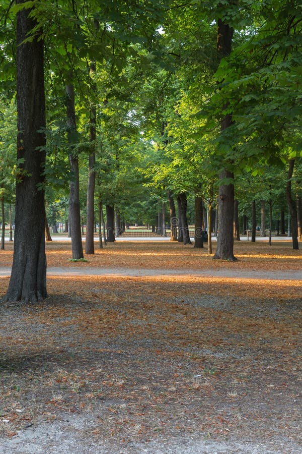 Trees in Line Inside Park and Yellow Foliage on Ground Stock Image ...