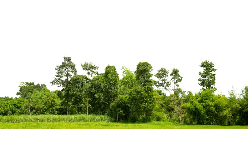 Trees line isolated stock photo. Image of leafy, evergreen - 223231088