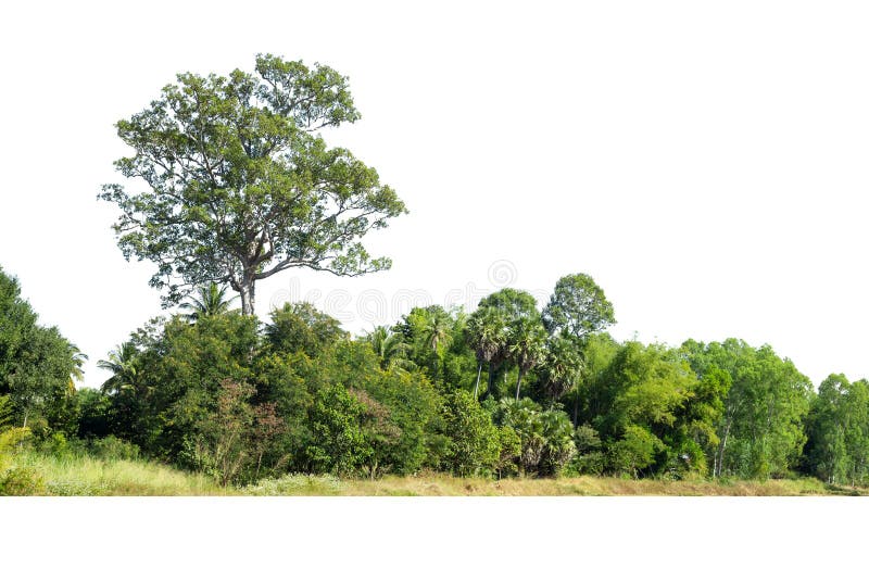 Trees Line Isolated on a White Background Stock Image - Image of ...