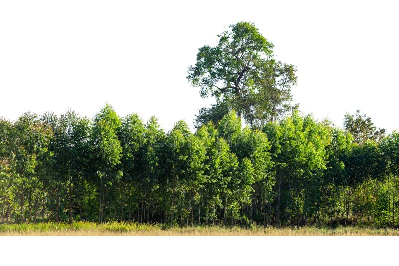 Trees Line Isolated on a White Background Stock Photo - Image of bright ...
