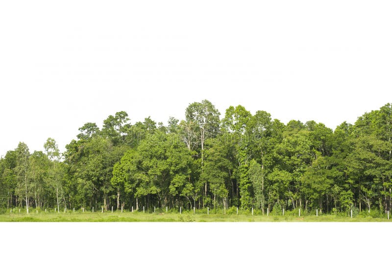 Trees Line Isolated on a White Background Stock Photo - Image of growth ...