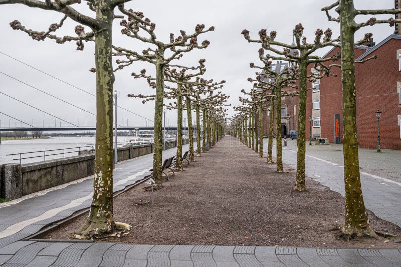 Trees Line a River Walk with a Bridge in the Background Dusseldorf ...