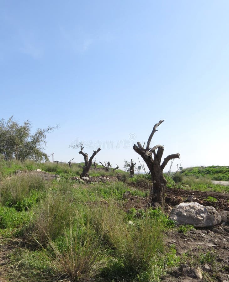 Trees Line-up in a Bush Landscape Nature Stock Photo - Image of woods ...