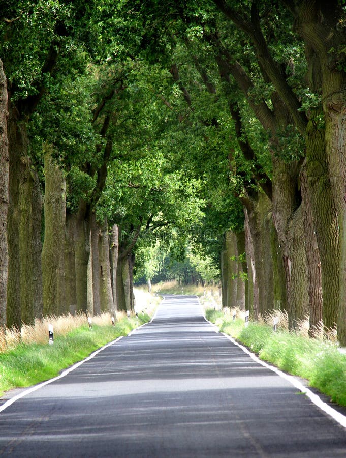 Trees lined up stock photo. Image of sunlight, beauty - 102084650