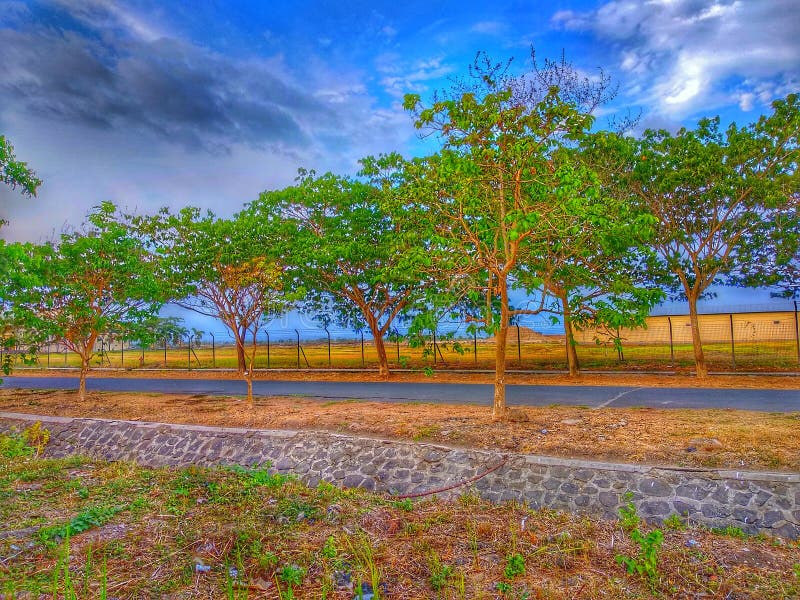 Trees lined the roadside stock image. Image of beautiful - 220088597