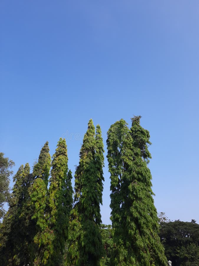 Trees Lined Up Against a Blue Sky Background Stock Photo - Image of ...