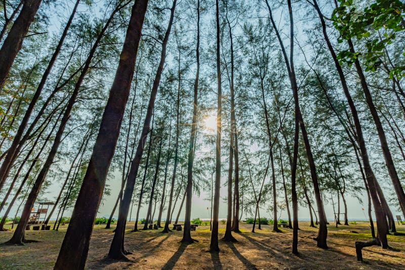 Trees Lined Up in the Forest it is a Pine Tree that Grows in a National ...