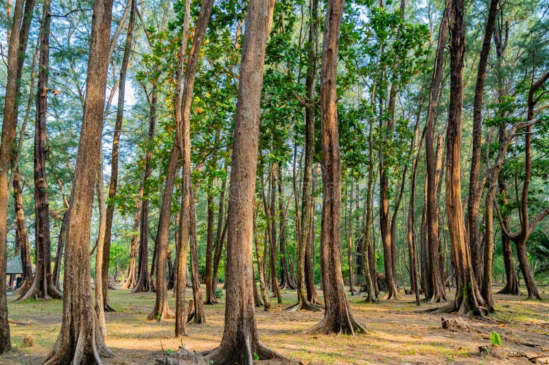 Trees Lined Up in the Forest it is a Pine Tree that Grows in a National ...