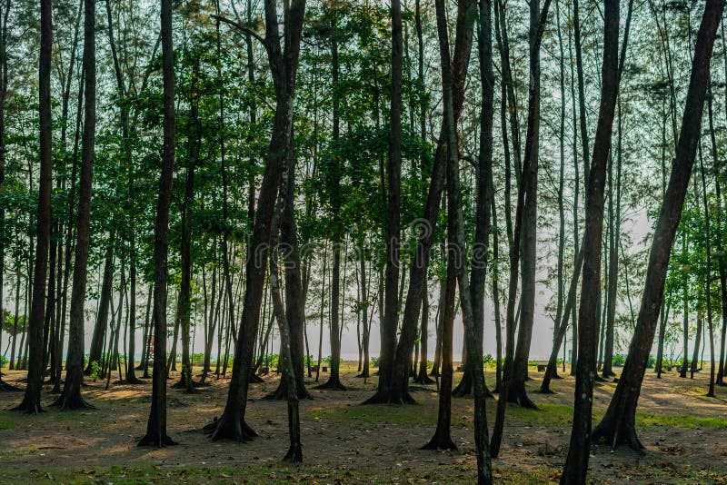 Trees Lined Up in the Forest it is a Pine Tree that Grows in a National ...