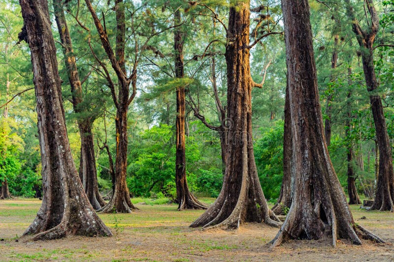 Trees Lined Up in the Forest it is a Pine Tree that Grows in a National ...
