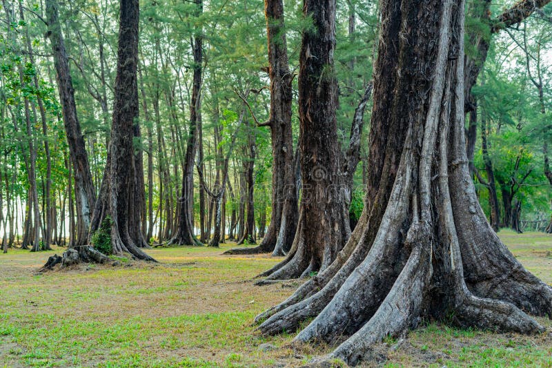 Trees Lined Up in the Forest it is a Pine Tree that Grows in a National ...