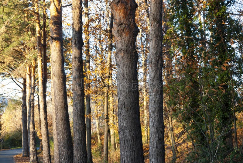 Trees Lined Up on Roadside Ditch, Pines Lined Up in Fall with Evening ...