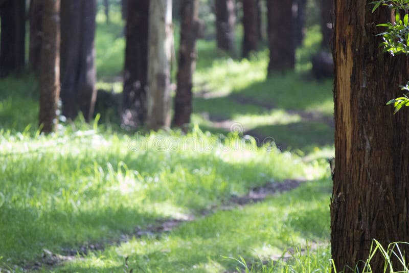 Trees lining curved path stock image. Image of tree, walk - 32909655