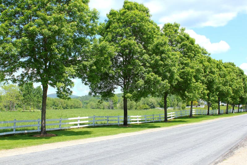 Trees Line a Country Lane on a Sunny Summer Day Stock Photo - Image of ...