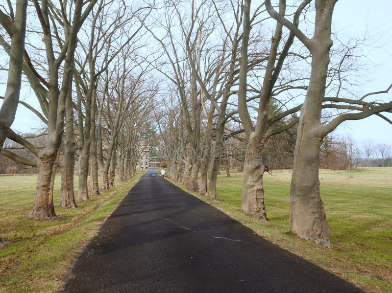 The Trees are Lining the Path. Stock Photo - Image of grass, child ...