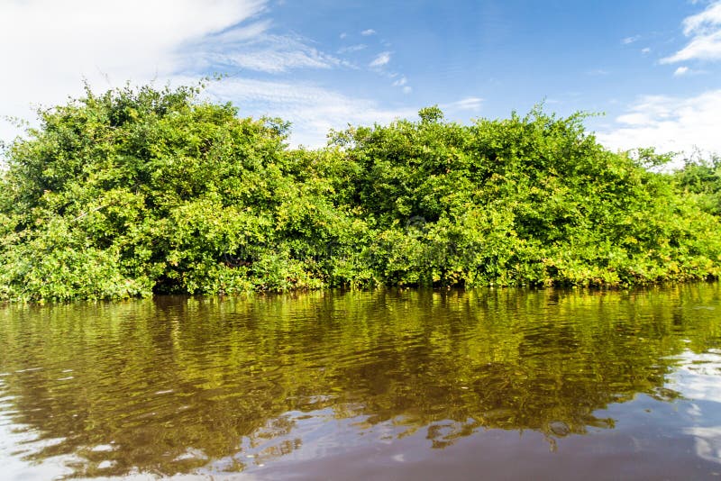 Trees lining river Yacuma stock photo. Image of wild - 131541980