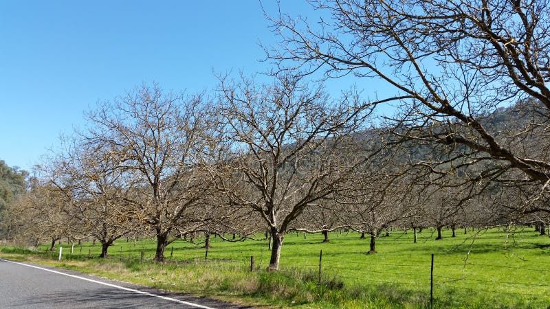 Trees Lining Road Outside Bright in Victoria Australia Stock Image ...