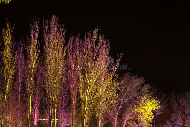 Trees Lit by Coloured Floodlights Stock Photo - Image of floodlights ...