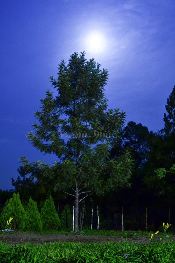 Trees lit by moonlight stock photo. Image of moon, green - 85784468
