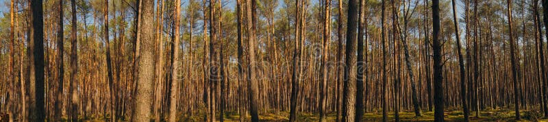 Trees Lit with Sharp Sunlight. a Vast Forest Panorama Stock Image ...