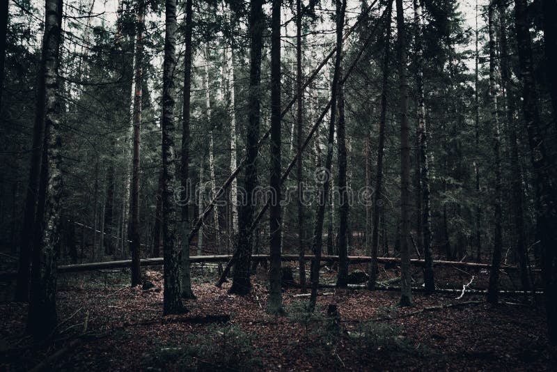 Lithuanian forest stock photo. Image of beautiful, pine - 76579556