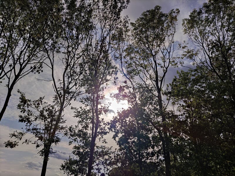 Trees and little sun stock image. Image of woodland - 198581003