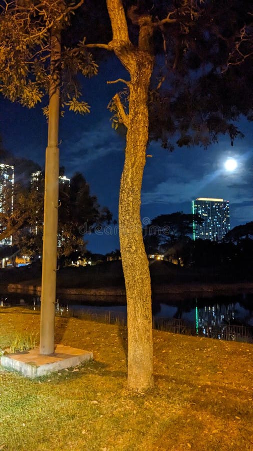 Trees Live in the Spotlight of the Moon Stock Image - Image of lighting ...