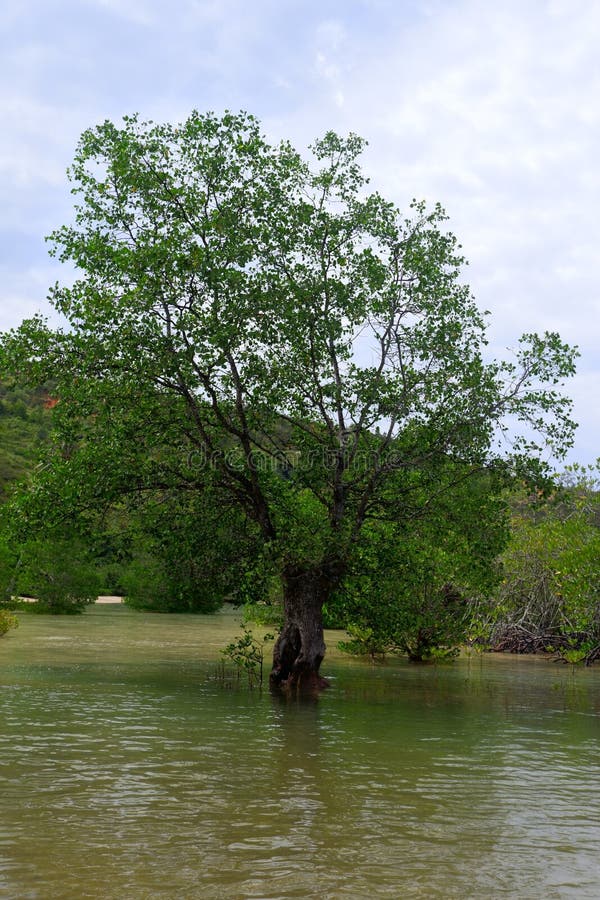 The Trees Live in the Water Stock Image - Image of live, water: 279014151