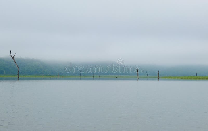 Trees stock photo. Image of beautiful, background, scenery - 46956380