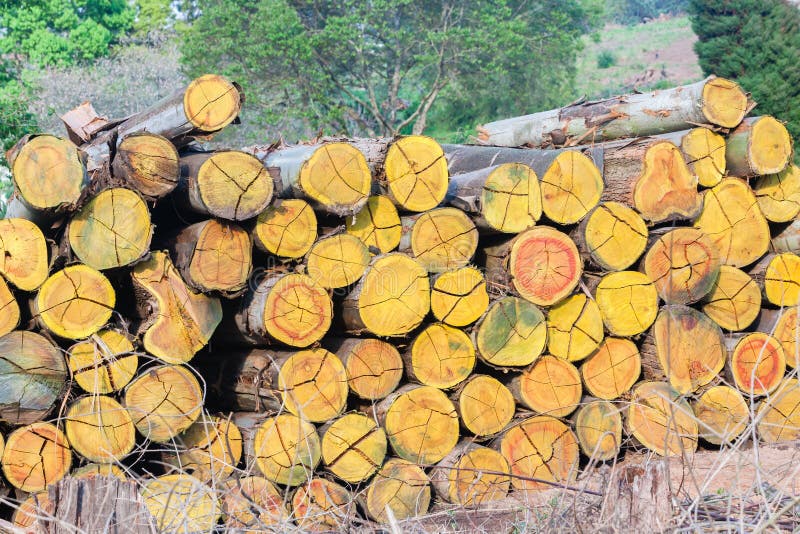 Trees Loggging Stack stock image. Image of closeup, wood - 77343287