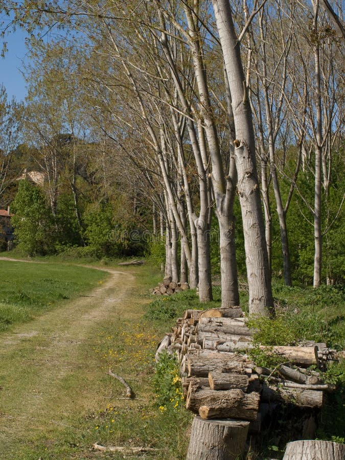 Trees and logs stock photo. Image of brown, lumber, felled - 6535646