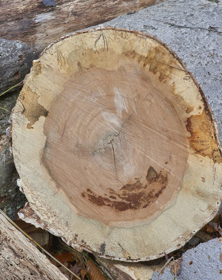 Trees/logs end of cut log stock image. Image of logs - 132687013