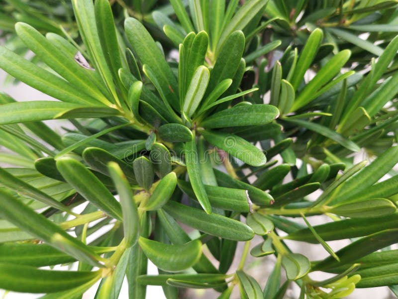 Treelohansung Stock Photos - Free & Royalty-Free Stock Photos from ...