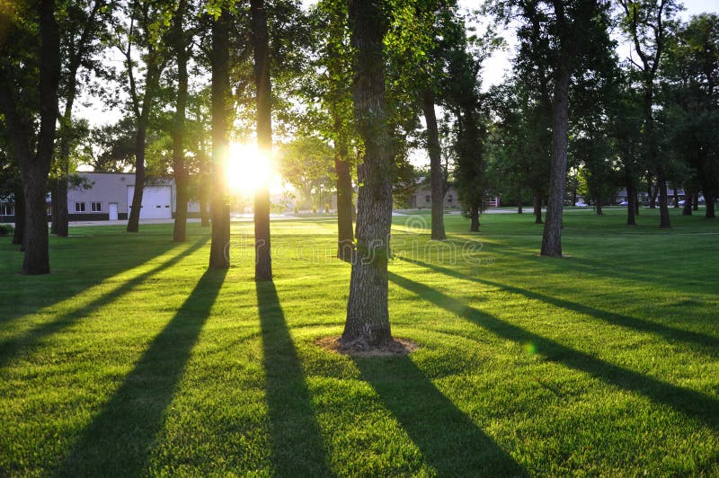 Trees and Long Shadows stock image. Image of midwest - 37216833