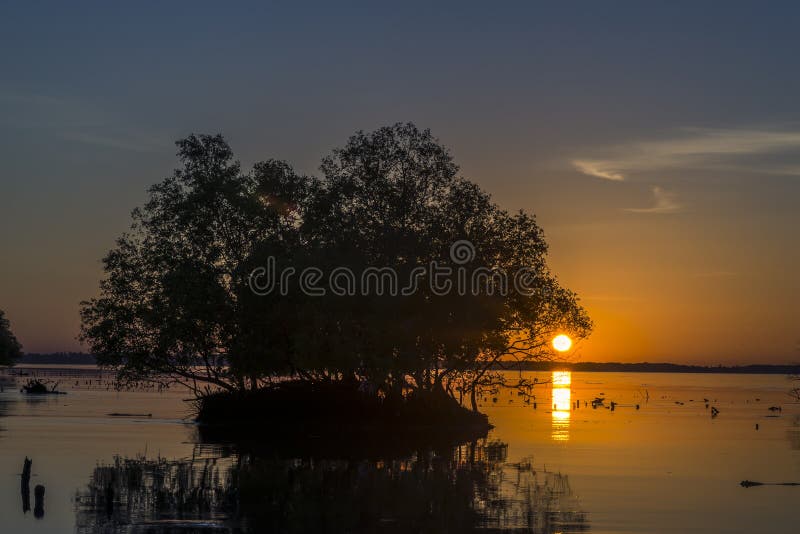 Trees Longer Life. Death at Sunset. Stock Photo - Image of environment ...