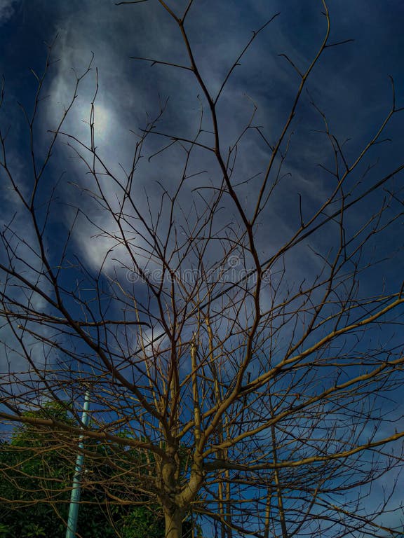 The Trees Look Like in the Fall Stock Photo - Image of autumn, flower ...